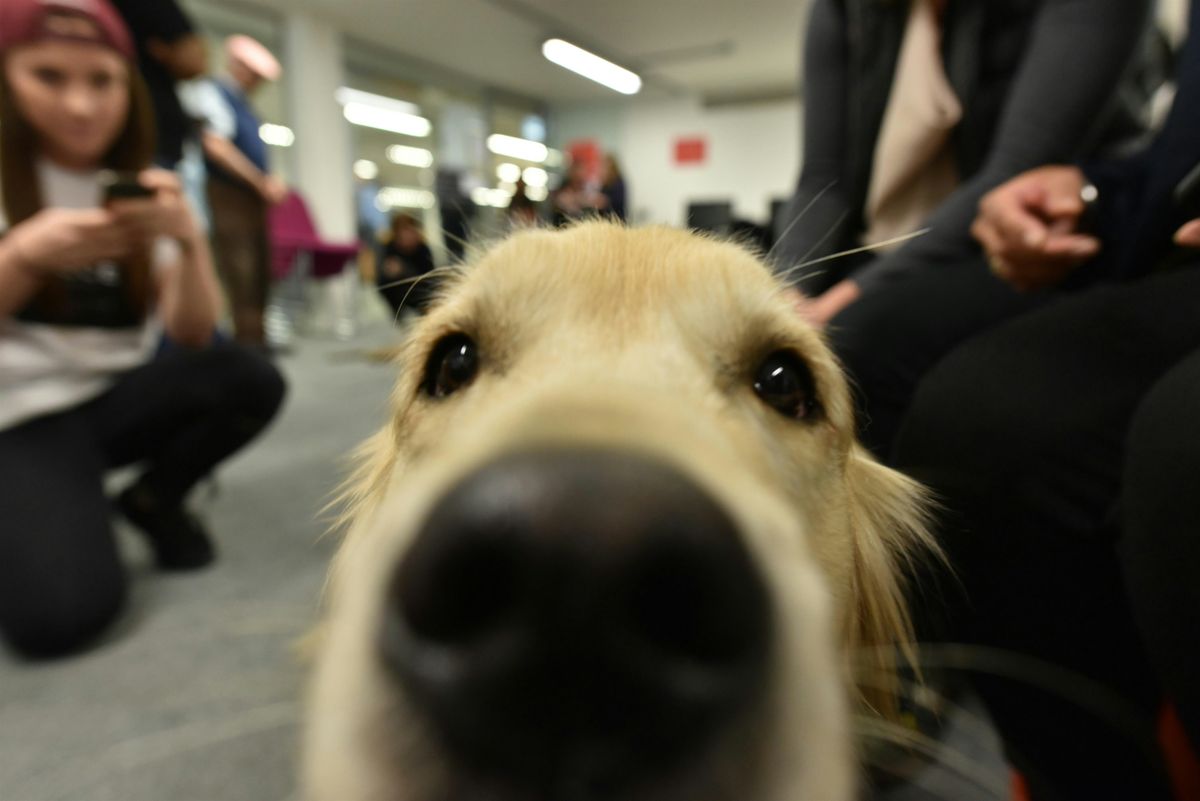 Therapy Pets @ London Met Library (Aldgate), Library @ Calcutta House ...