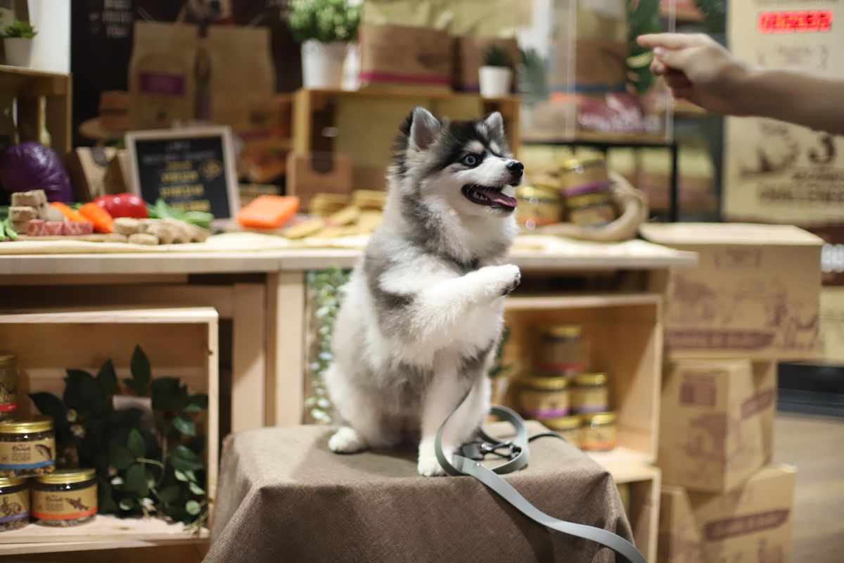 B2K Pet Warehouse Sale 2023, B2K Pet Care, Yishun, 1 September to 10 ...