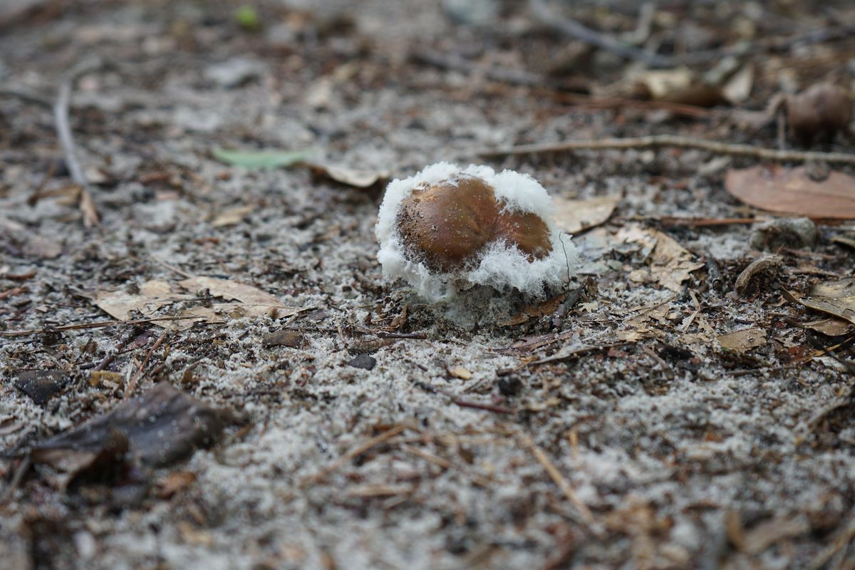 Bioenergetics - Character Analysis: The Enduring Pattern, Online, 2 ...