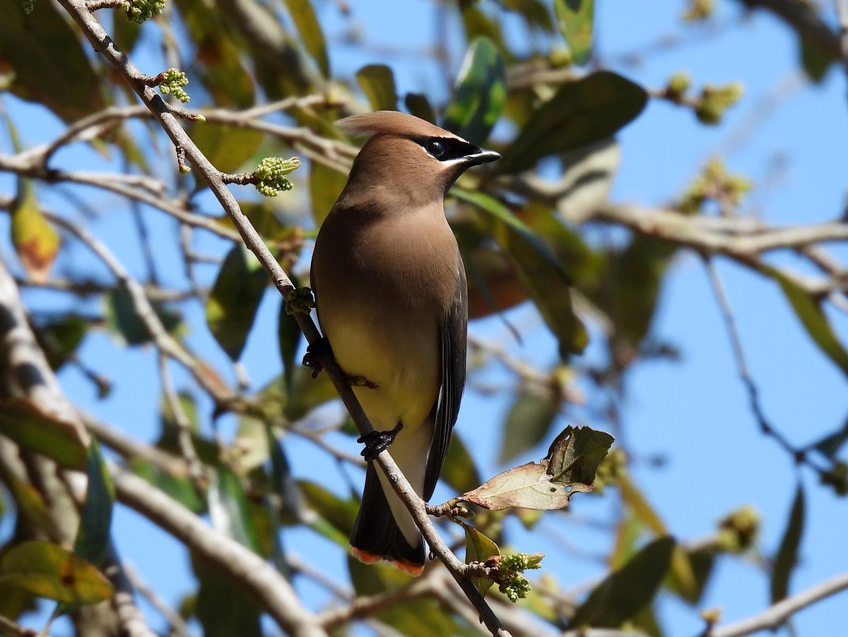 Birding Basics @ Ponchatoula Area Rec District (Fall 2022), Ponchatoula ...