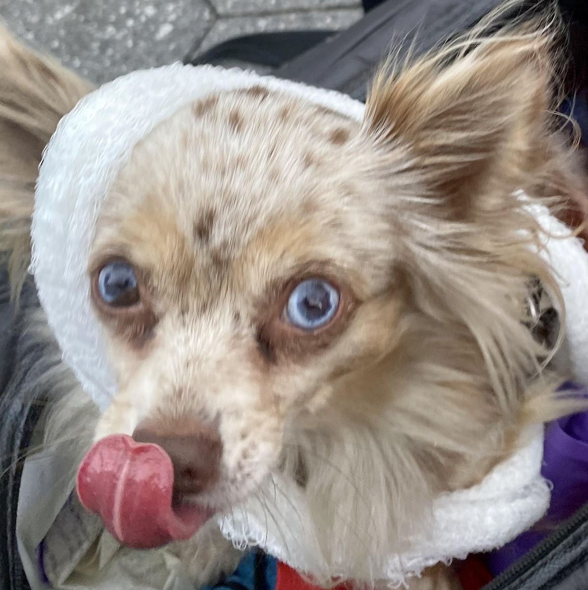 Pet First Aid and CPR with certificate and free kit, Boris & Horton ...