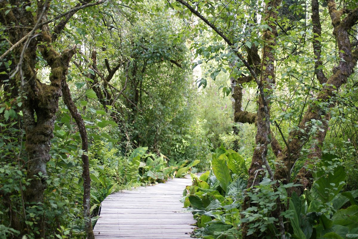 Invasive Species Removal with the Surrey Environmental Extravaganza ...