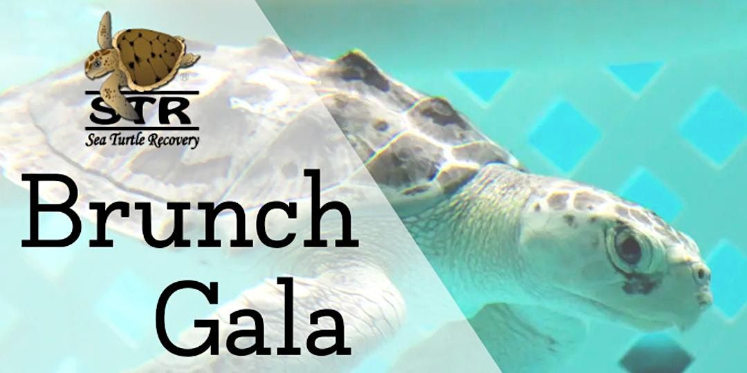 Sea Turtle Bruncheon - Fundraiser for Sea Turtle Recovery, Inc, The ...