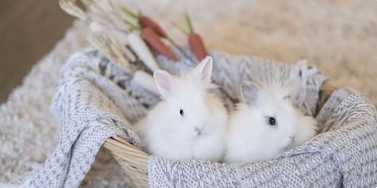 Bunny Photos (Highland/Perkins), The Royal Standard - Baton Rouge ...