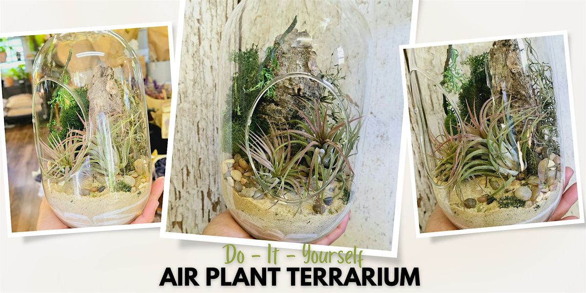Make Your Own Air Plant Capsule Terrarium at Greenology Terrarium Bar ...