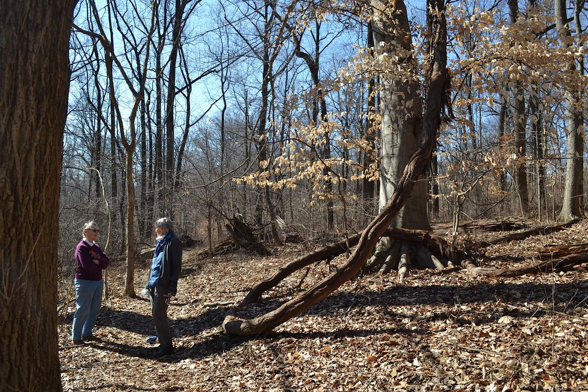 Wednesday Walk: Learning the Land/Winter Solstice Walk, Cylburn ...