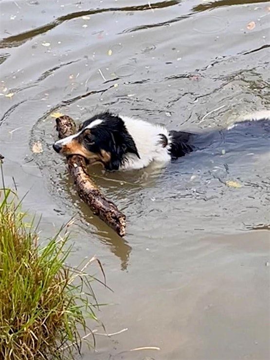 BROWNSOVER BIMBLE | 4.5 MILES | MODERATE | WARWICKSHIRE, Harvester Bell ...