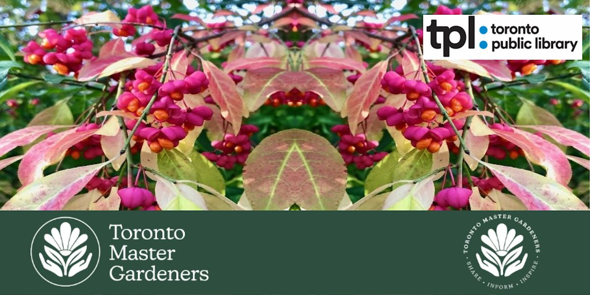 Invasive Plant Species to Avoid in Your Garden, North York Central ...