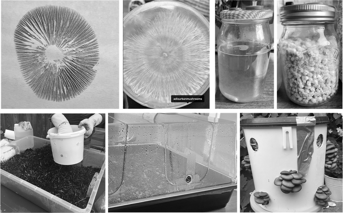 Learn how to cultivate oyster mushrooms in a bucket, The Remakery ...