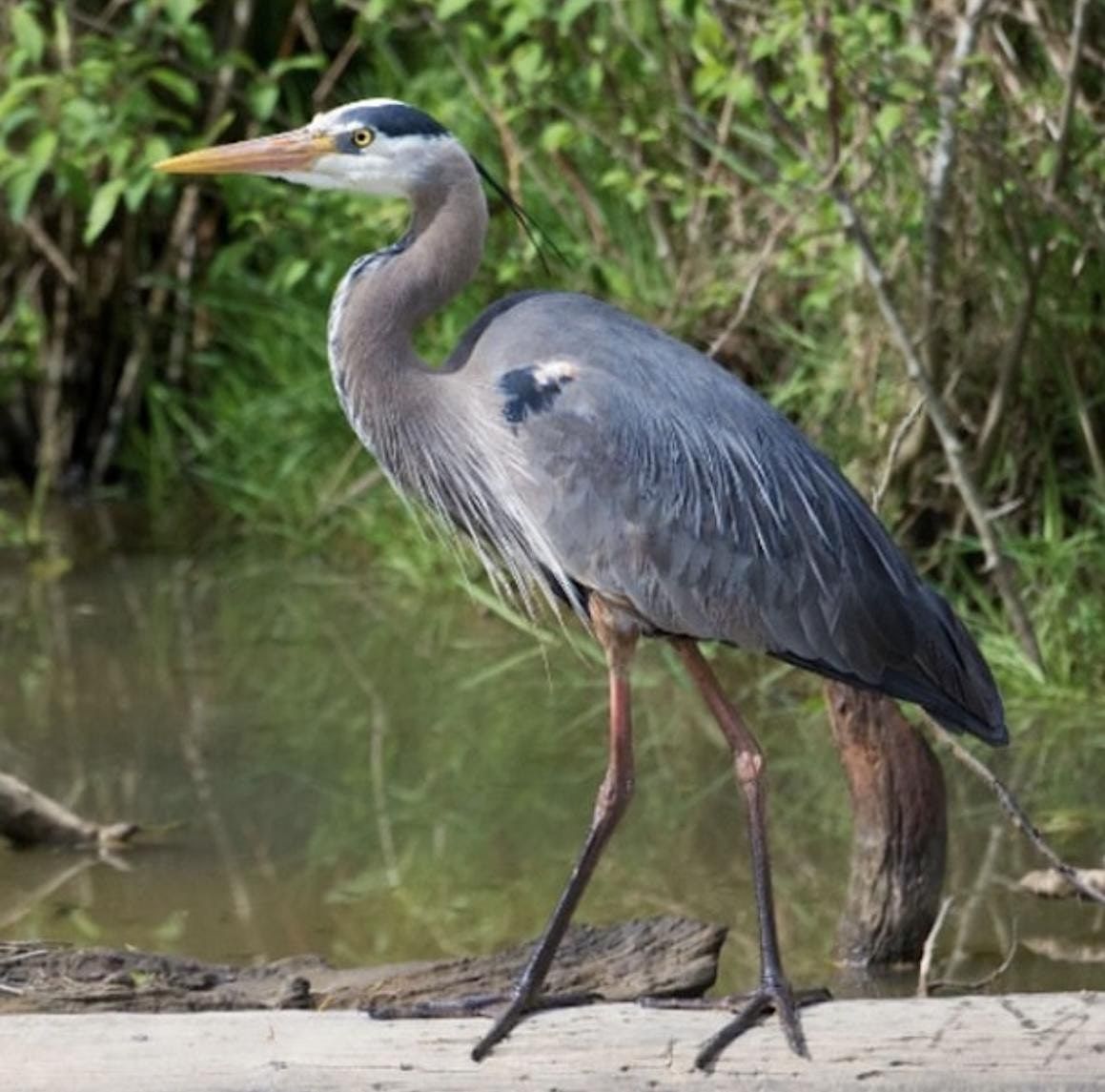 Beginning Birding at Magazine Beach, Magazine Beach, Cambridge, 22 ...