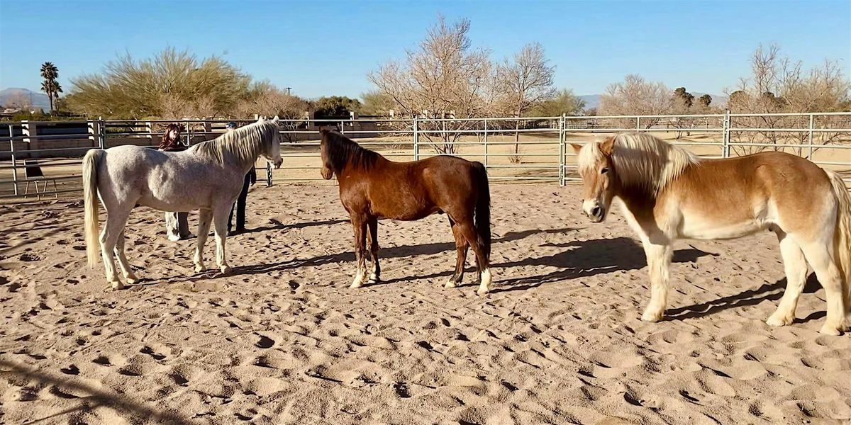 Equine Therapy Exercises & Arena EMDR, Western Trails Equestrian Park ...