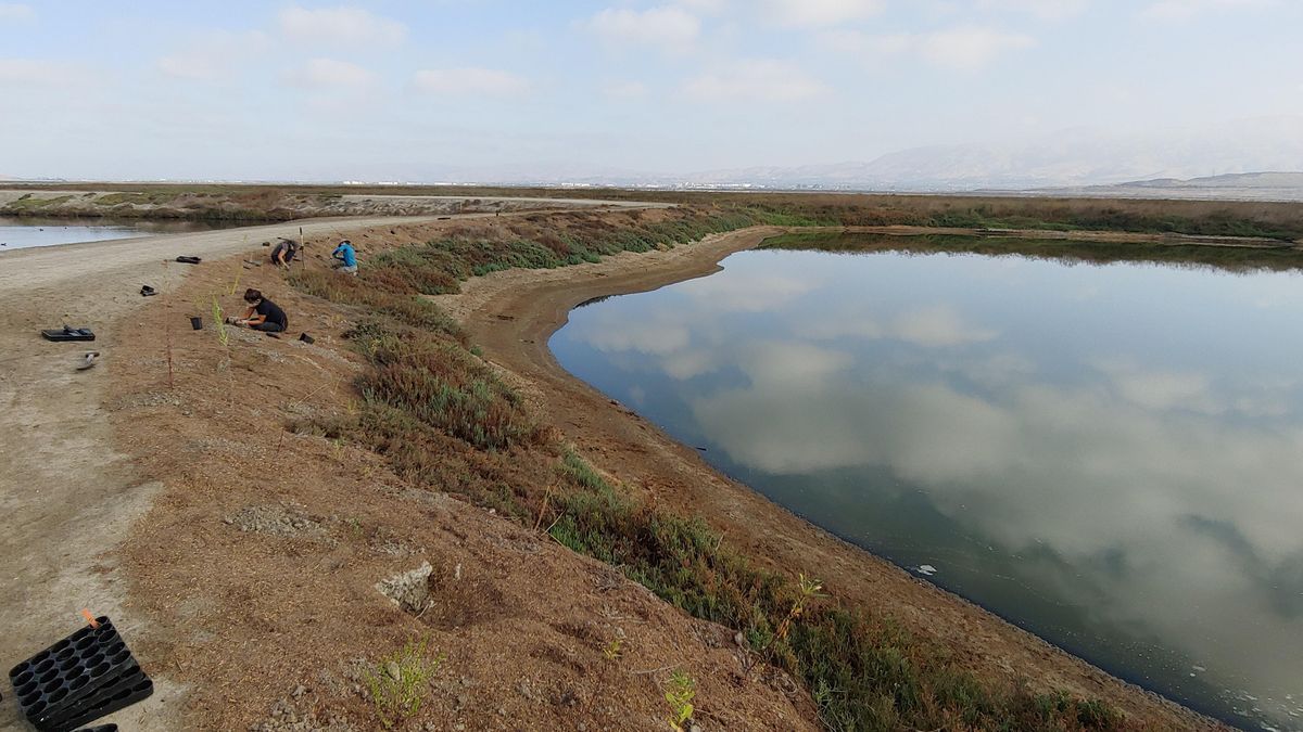 May - Planting for Pollinators in the Marsh, Don Edwards San Francisco ...