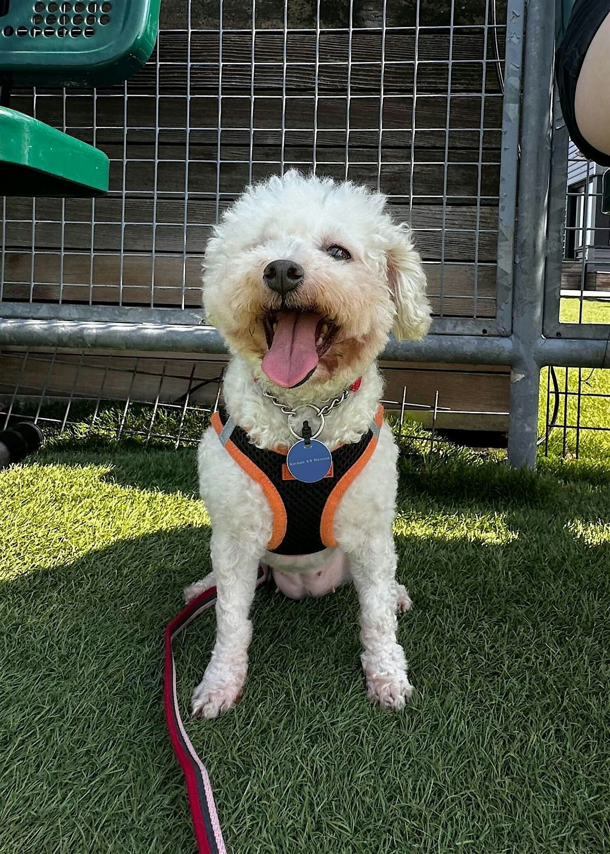 Rescue Dog Adoption Event with Korean K9 Rescue at Macys Herald Square ...