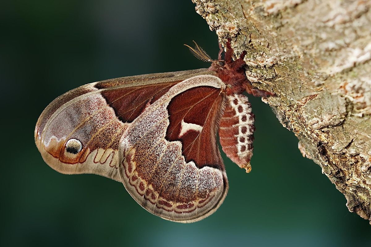 Lepidoptera (a.k.a. moths!) Lighting at Wizard Ranch, Wizard Ranch ...