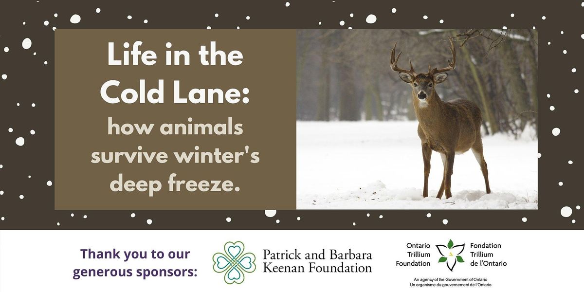 Life in the Cold Lane: How animals survive winters deep freeze, Online ...