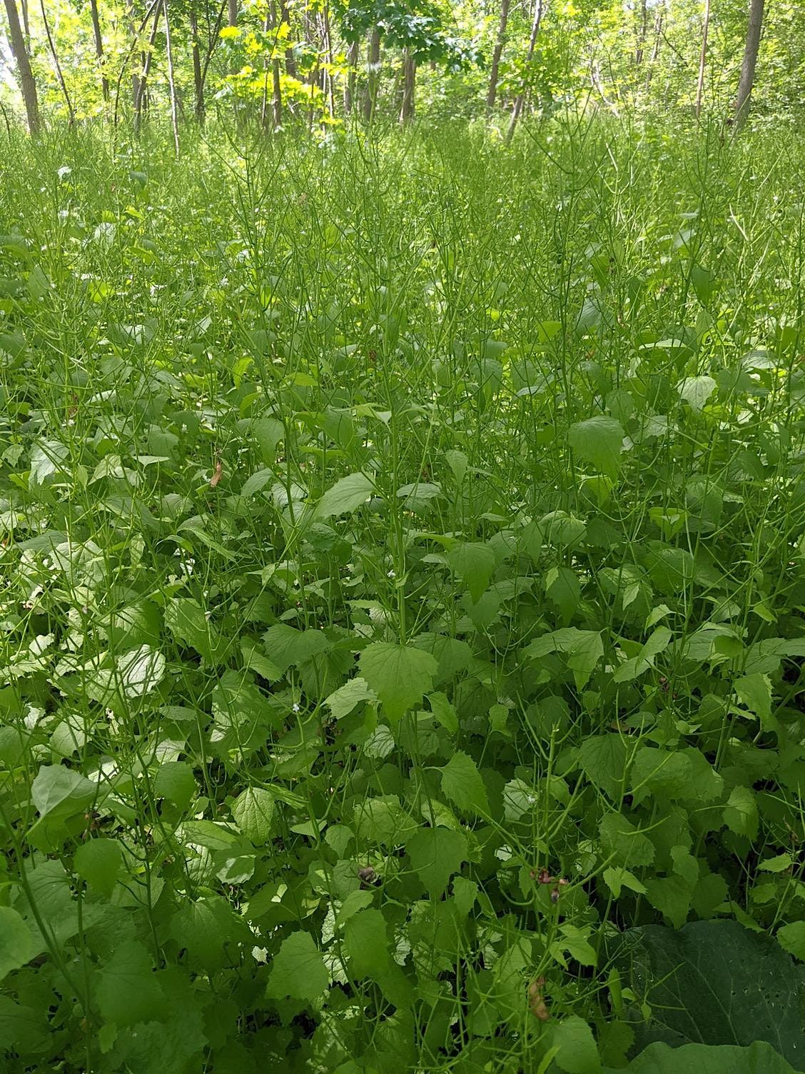 Park Invaders: Exploring the invasive plants and animals in Downsview ...