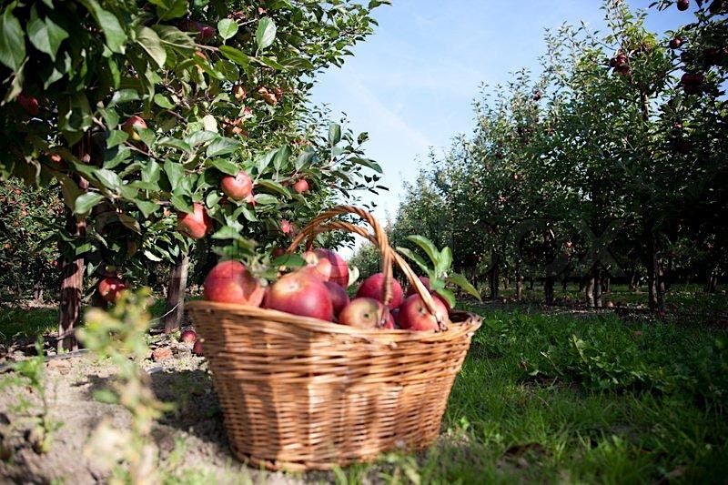 Trek/Fit LGBTQIA and Allied Hikes: The Kent Orchards, Victoria Station ...