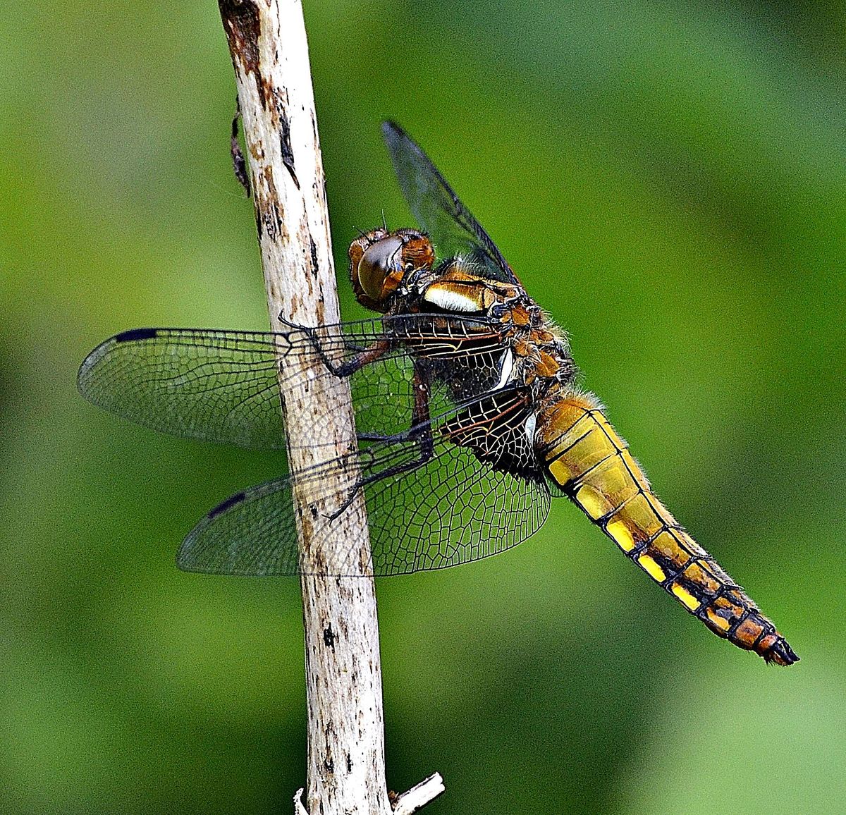 Introduction to Butterflies and Dragonflies - Wednesday 30 August 2023 ...