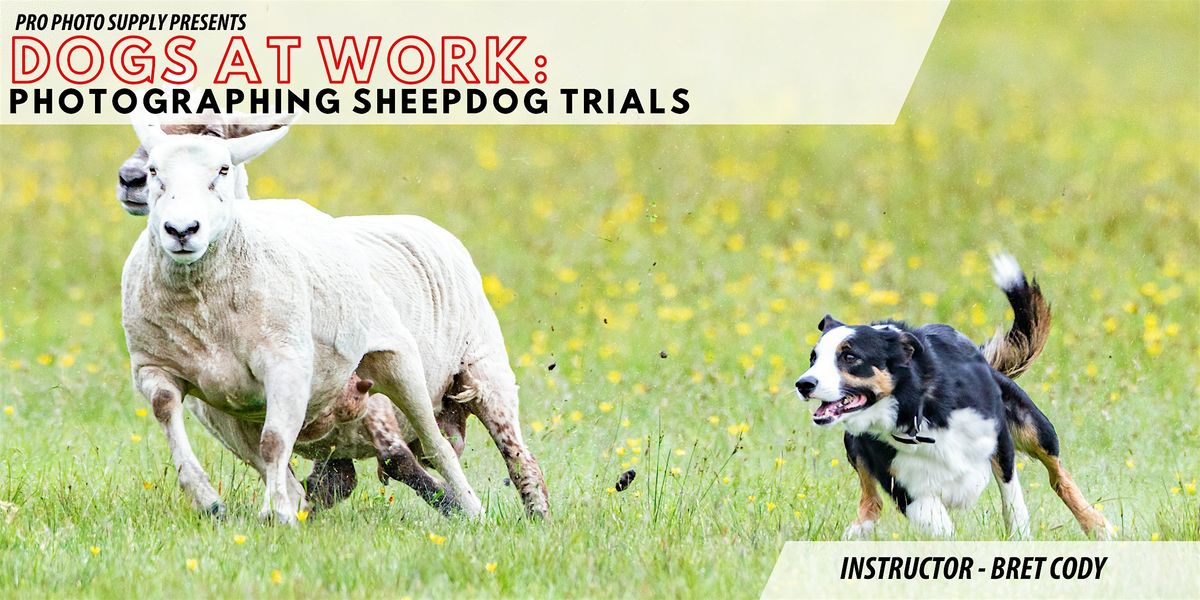 Dogs at Work: Photographing Sheep Dog Trials, Wolston Farms, Scio, 18 ...