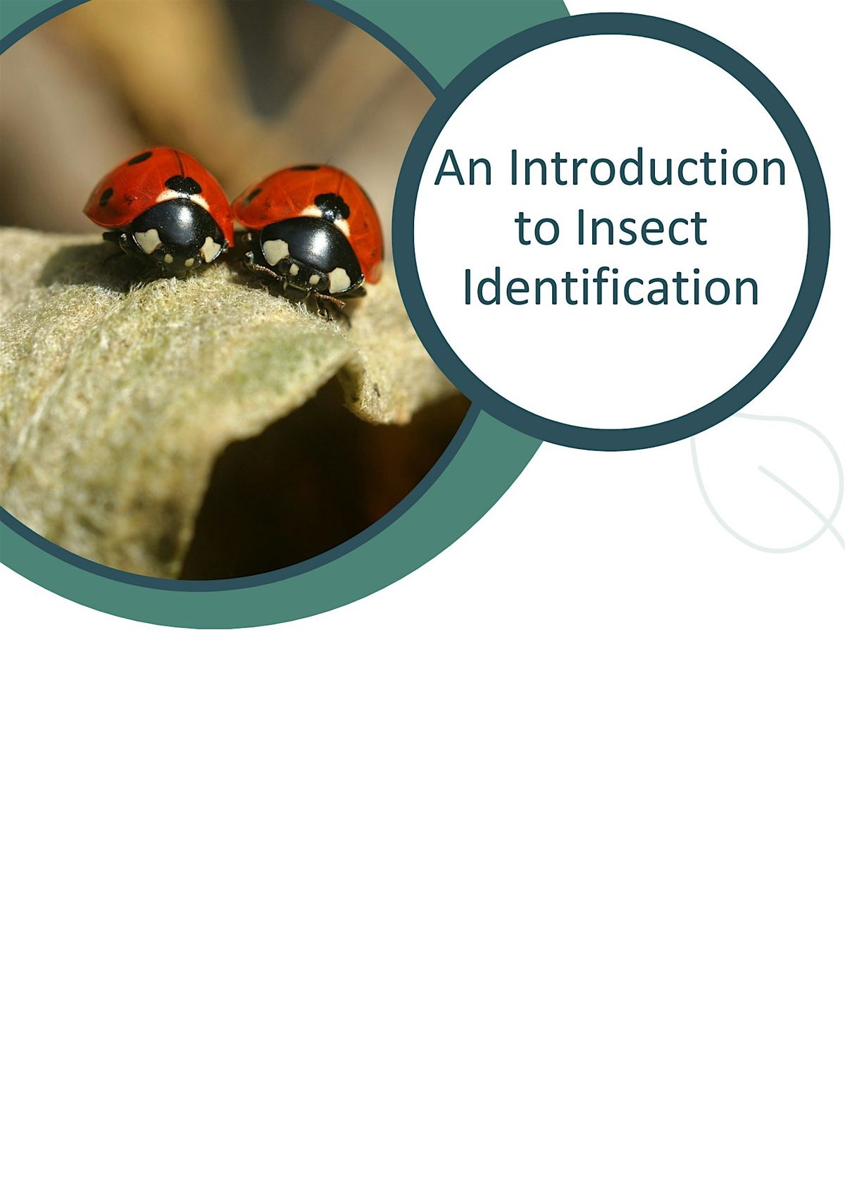 An Introduction to Insect Identification- Adult session, Tewkesbury ...