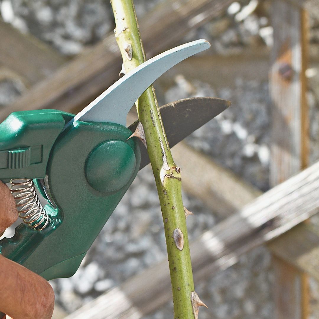 Rose Pruning and Bare Root Planting Workshop- January 13, 2024, Luther Burbank Art & Garden ...