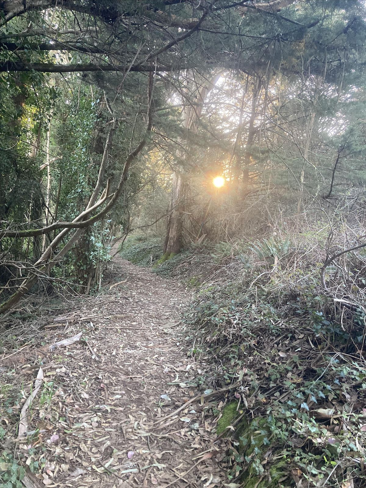 Hike Mt. Sutro to Twin peaks with PlanetMoonRocks, Historic Trail ...