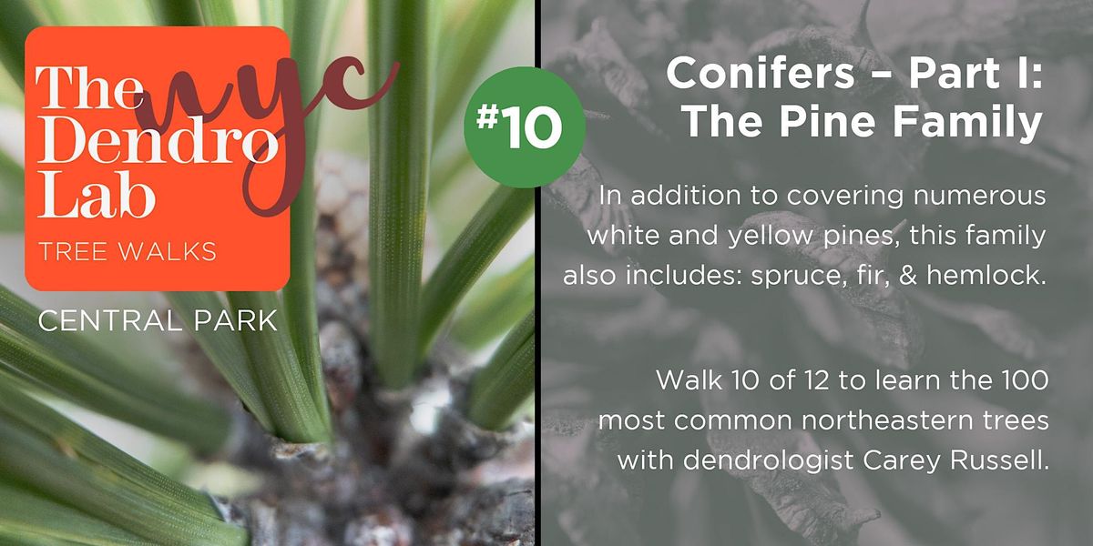 Conifers I - The Pine Family: Tree Identification Workshop (1-3pm ...