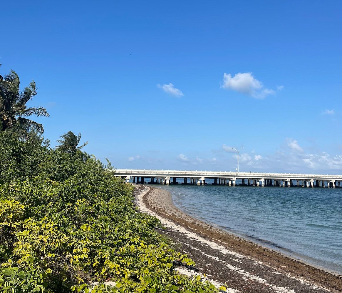 The Evolution of Darwin Beach: Invasive Plant Removal and Beach Cleanup ...