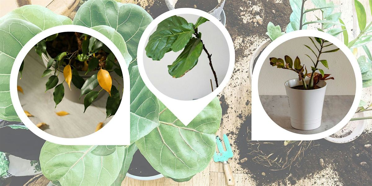 Houseplant Hospital: Entering Growing Season with Dulce Duran ...