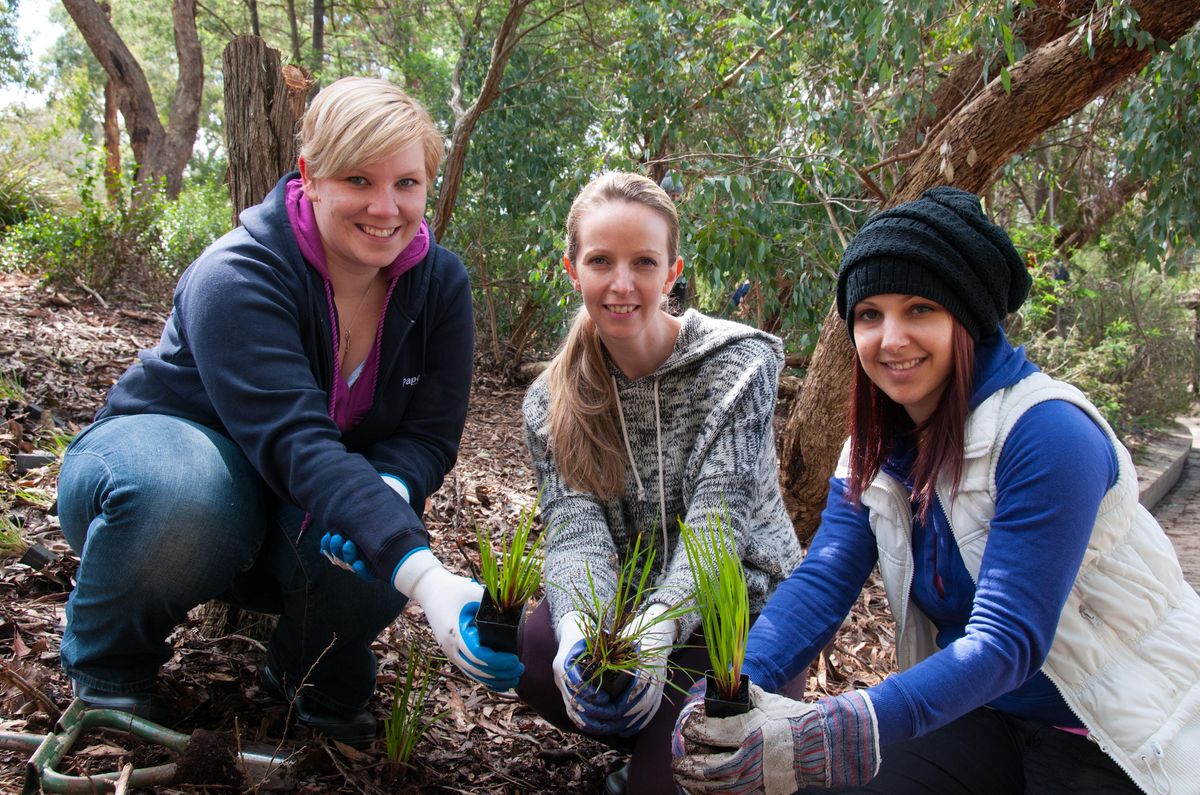 Native Plant propagation from cuttings, Westgate Park, Port Melbourne ...