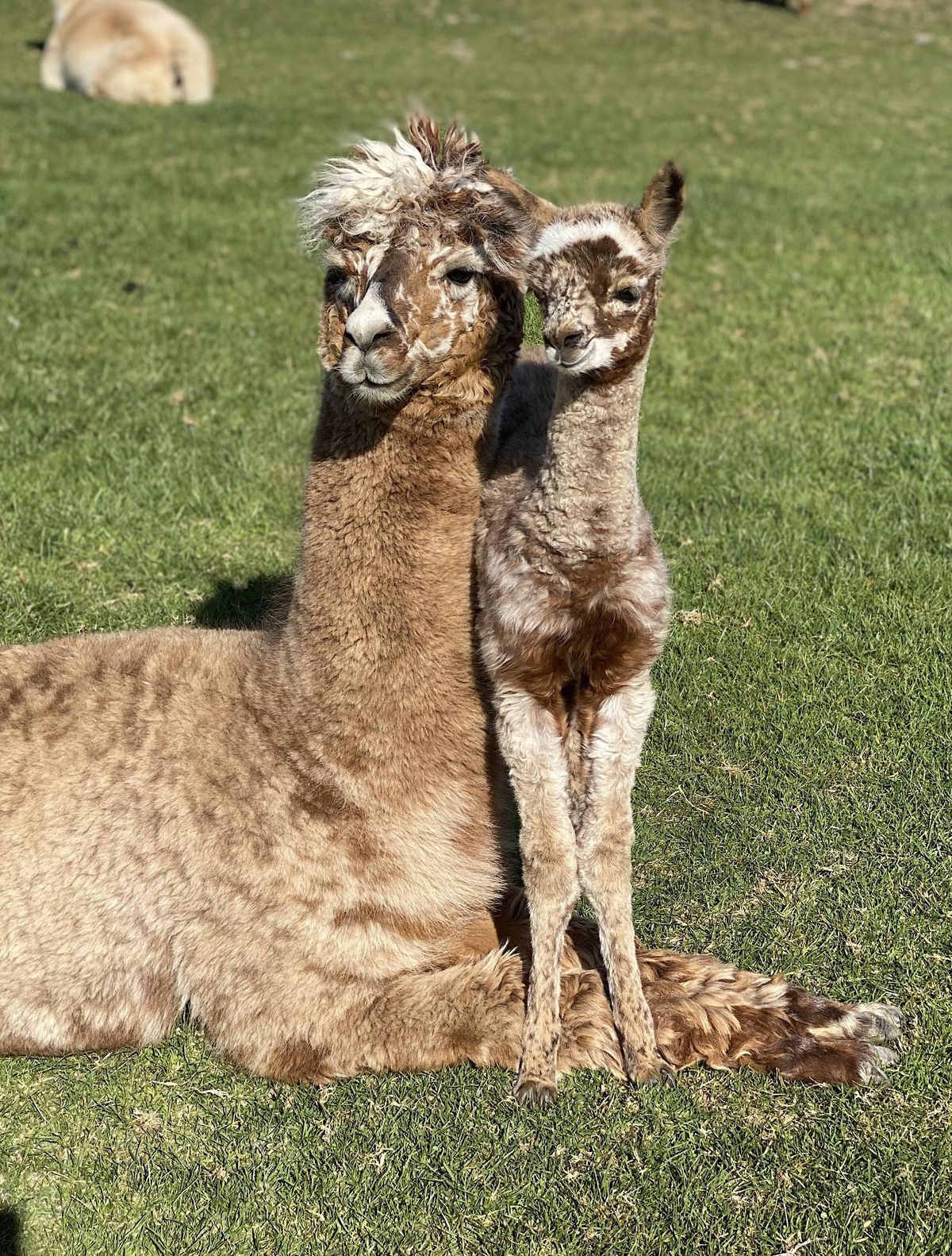 Alpaca Breeding - Mating, Birthing, and Cria Care, Mullacott Alpacas ...