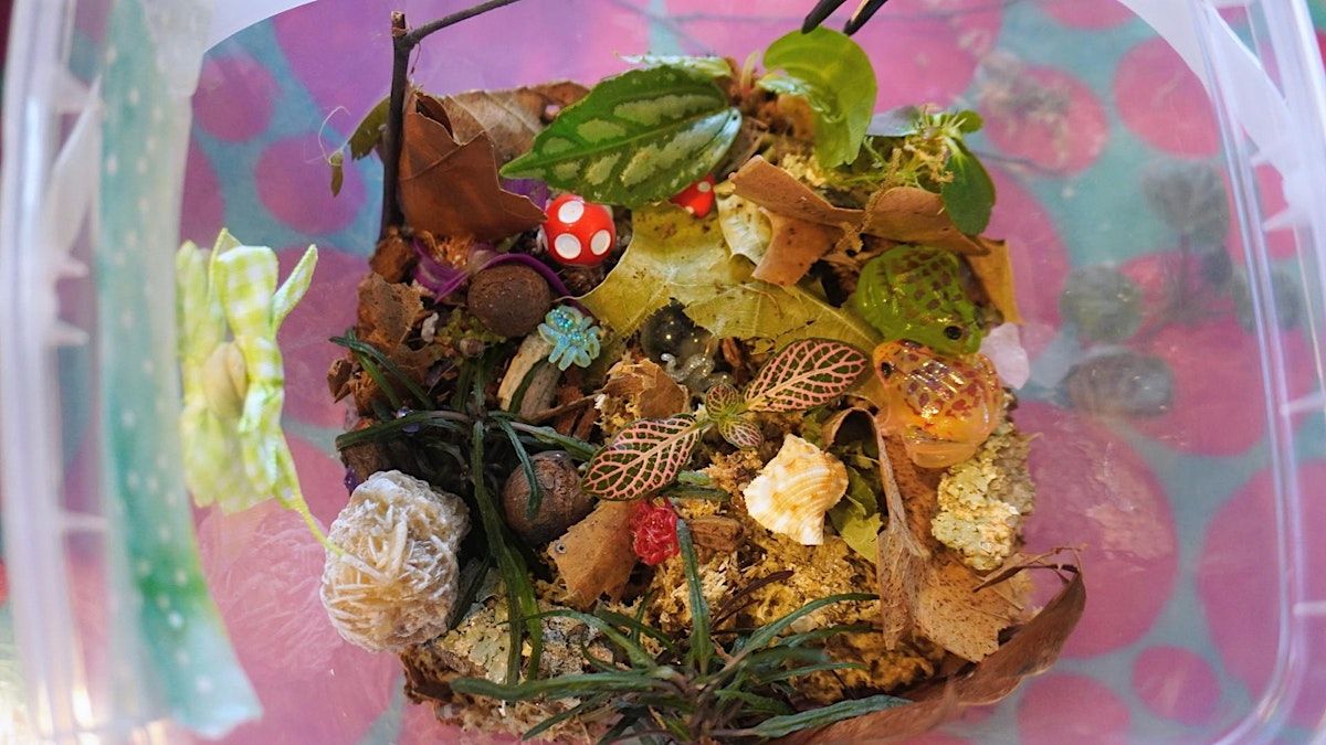 Isopod Terrariums: Pet Rolly Pollies!, Easy Little Plants, Olney, 18 ...