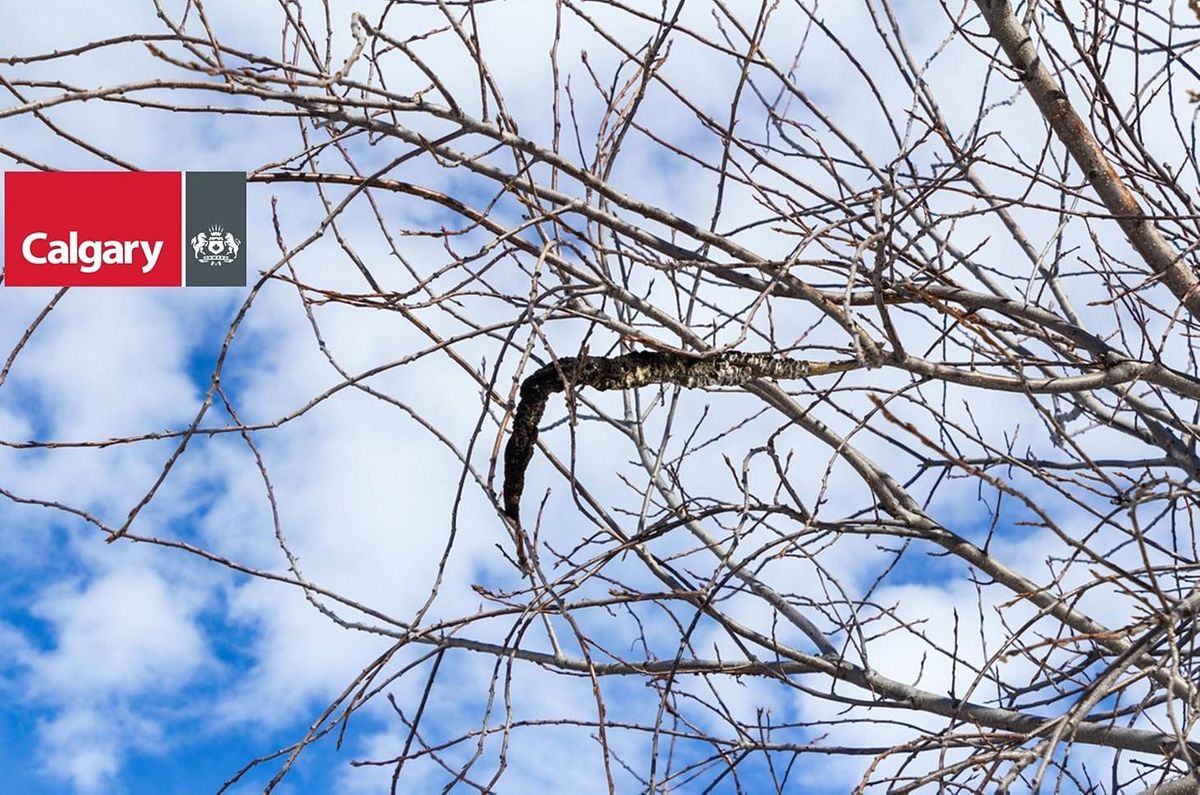 YYC Trees - Tree Pests & Disease Walk, Bowness Park, Calgary, 13 July 2022