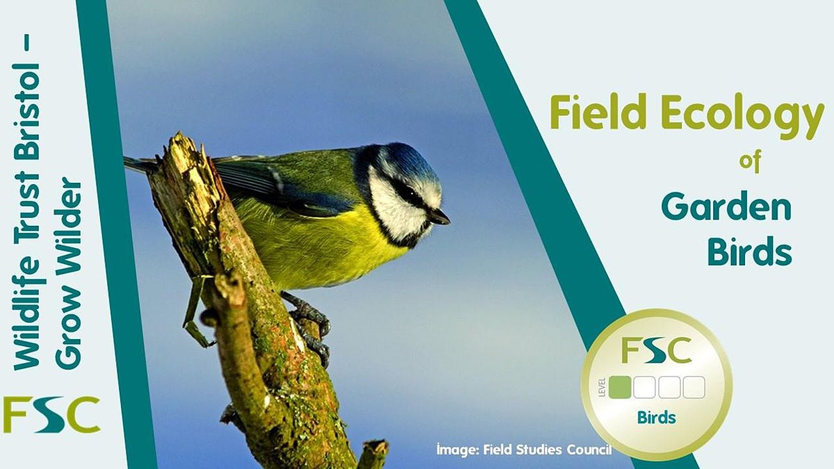 Field Ecology of Garden Birds in Bristol - An engaging beginners course ...
