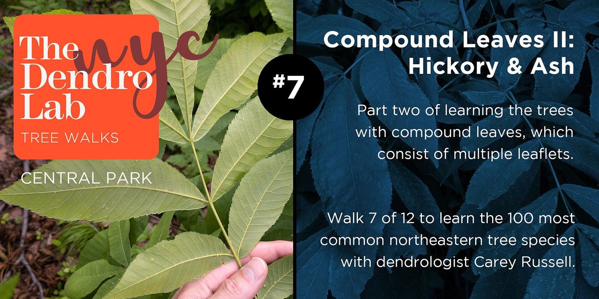 Compounds II: Hickory & Ash Tree Identification Workshop (10am - 12), Naturalists' Gate, below ...