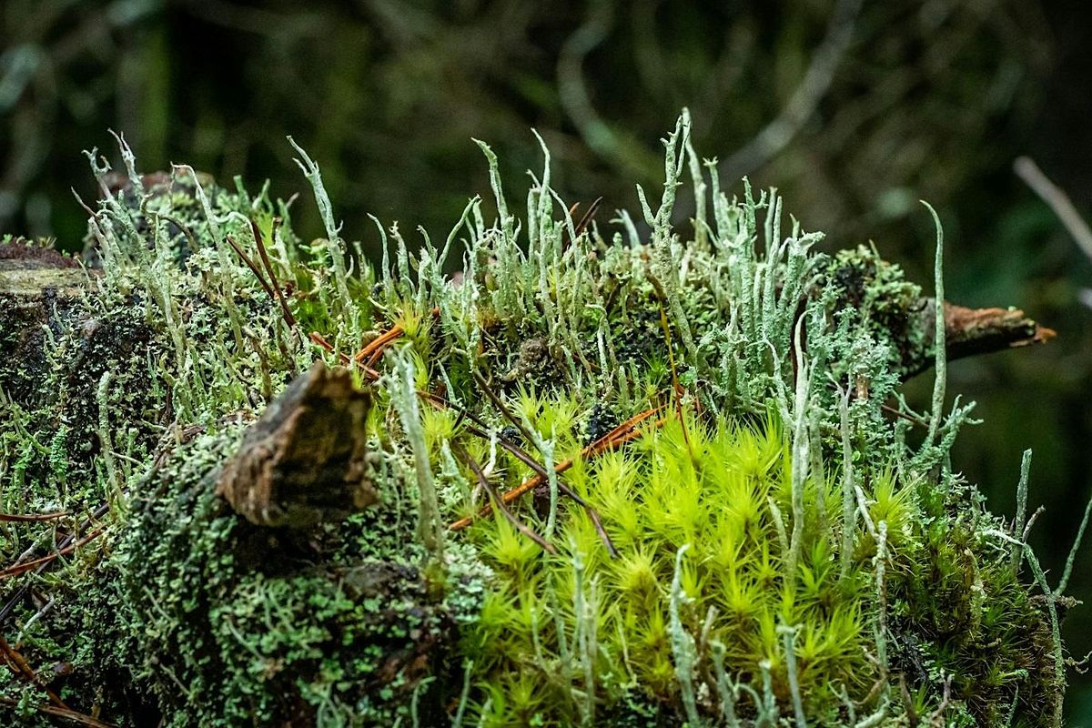 Allt Boeth: Adfer Coetir Hynafol // Ancient Woodland Restoration, Allt ...