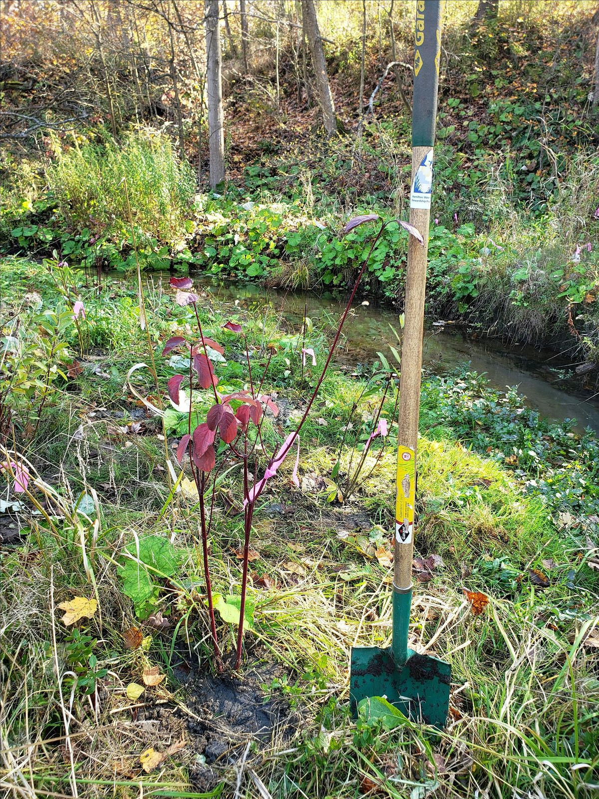 Streamside Tree Planting, Flamborough, Hamilton, 4 May 2024
