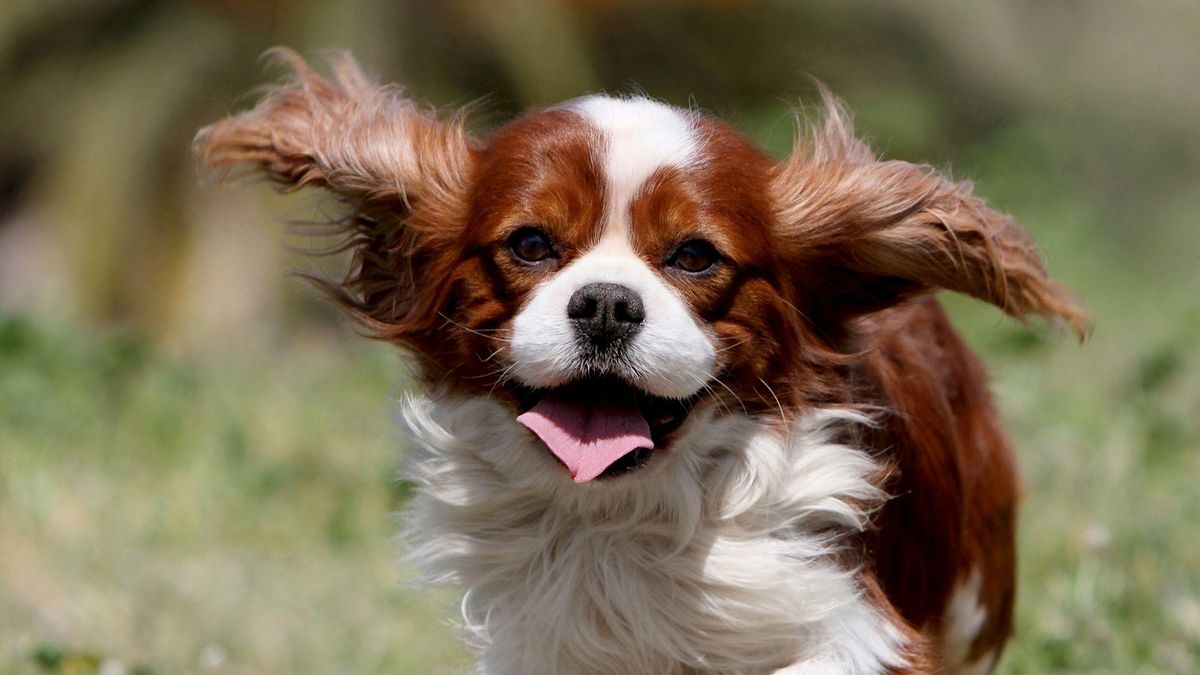 Tout sur le Cavalier King Charles !, Comme Chien et Chat, Paris, 19 ...