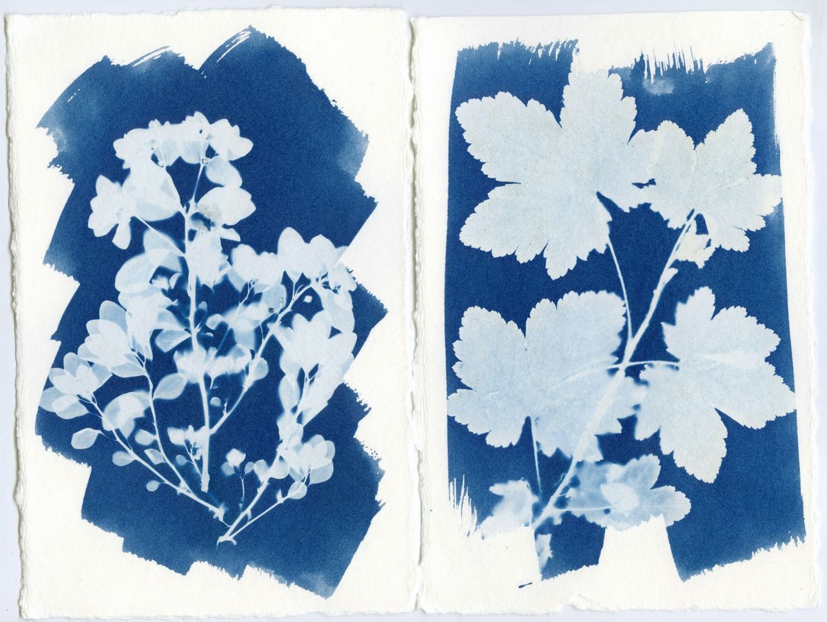Walking Art Cyanotypes with Plants - Family-friendly, Outside Camden ...