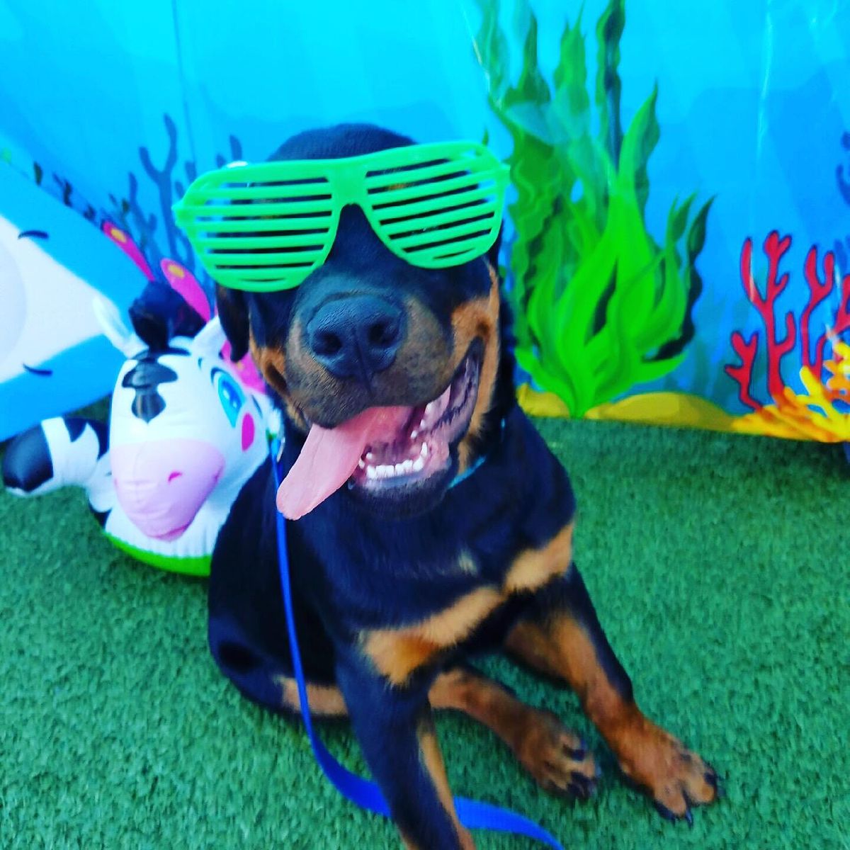 Dog Gone Fun Costume Contest and Fashion Show 2022, Otay Ranch Town ...