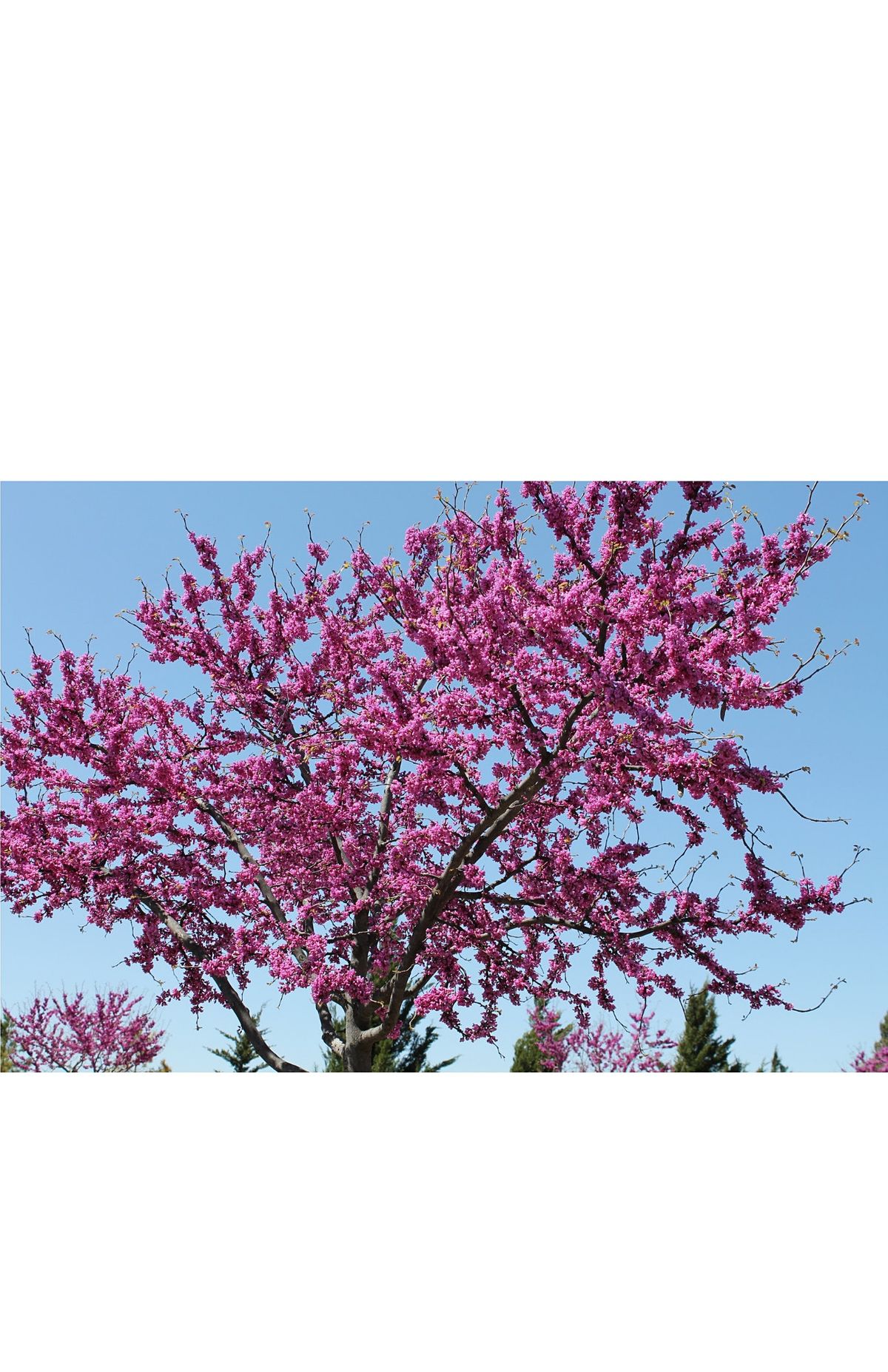 Tree ID Walks With Carrie Blair - Mary Rose Property, Property of Mary ...