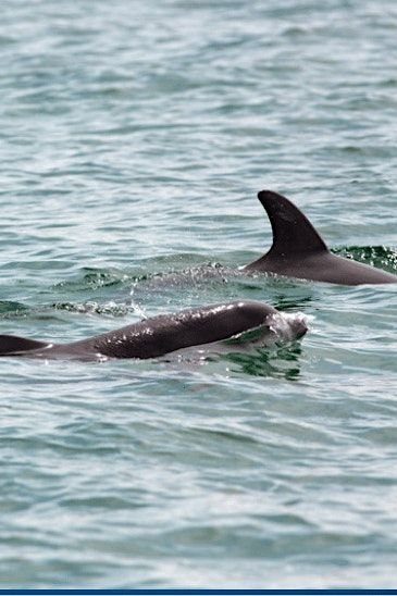 Dolphin Paddle Board or Kayak Island Hop Adventure, Parrish Park ...