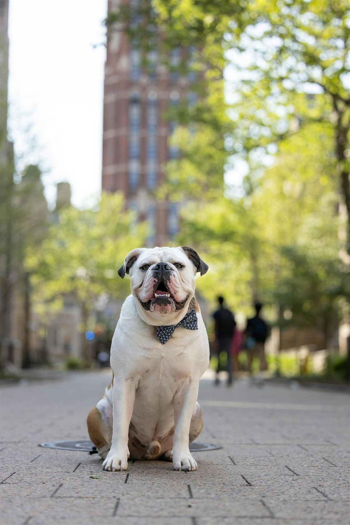 2024 Commencement Photos with Handsome Dan XIX, Alexander Walk ...