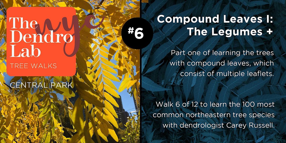 Compounds I: The Legumes + Tree Identification Workshop (10am - 12 ...
