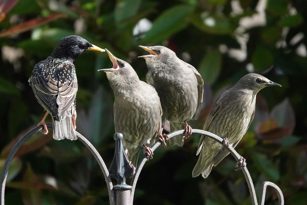 An Evening with David Lindo-"The Urban Birder", The Robert Hardy ...