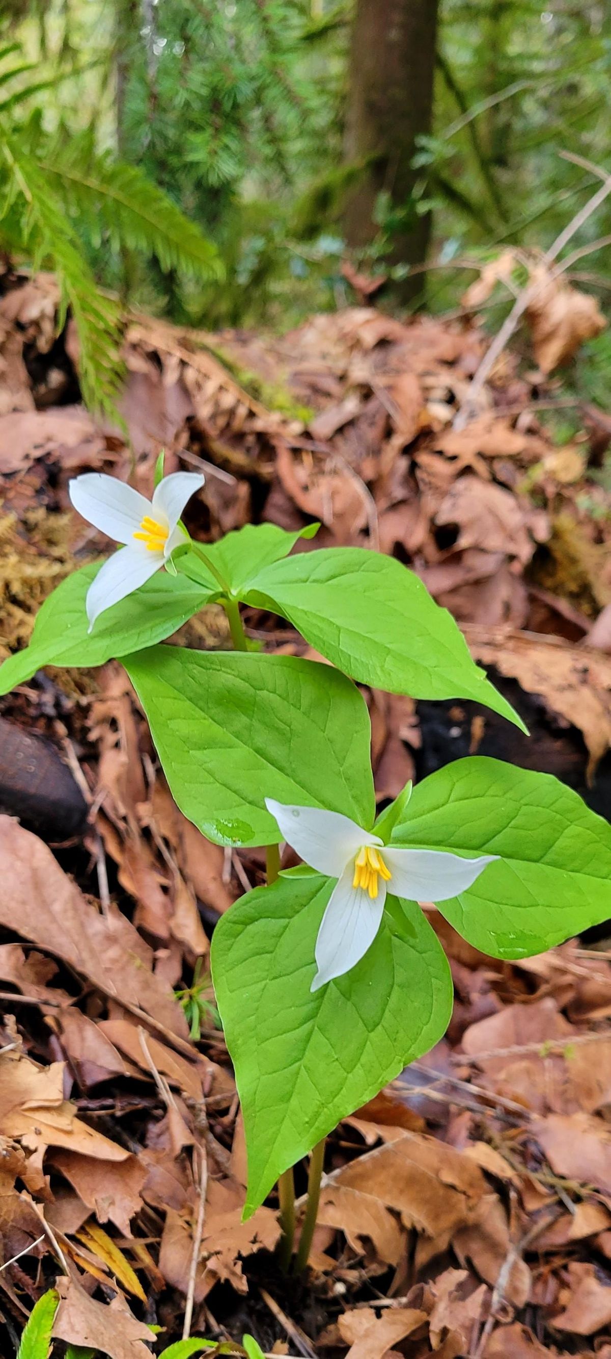 Guided Forest Therapy Walk: Savoring Spring Ephemerals!, The ONE Center ...
