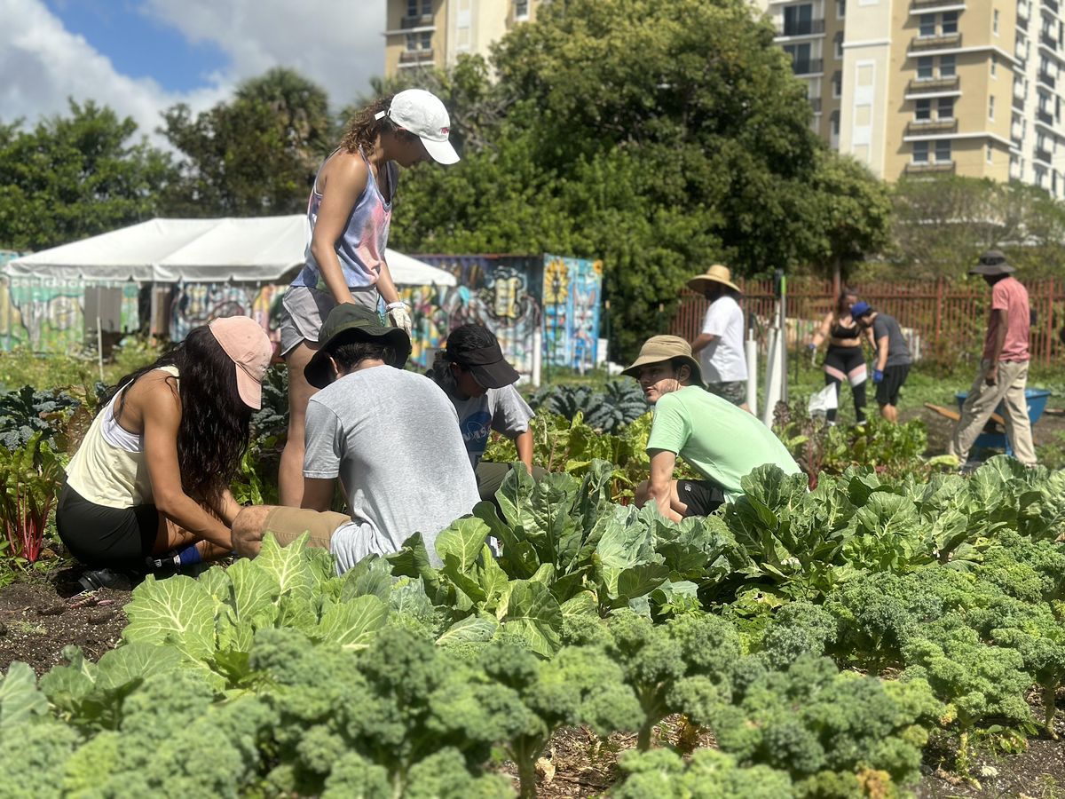 Volunteer Day: Build a Community Garden, The Green Haven Project, Miami ...