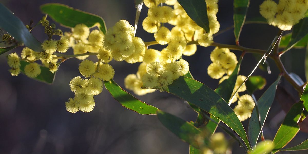 Wattle Day Botanical Drawing Workshop with Gilbert Dashorst, Barossa ...