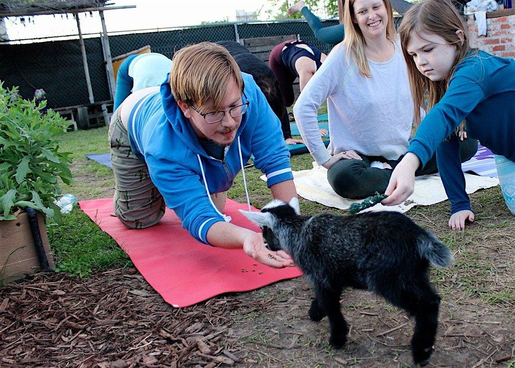 Baby Goat Yoga @ Paradigm Gardens, Paradigm Gardens, New Orleans, 22 ...