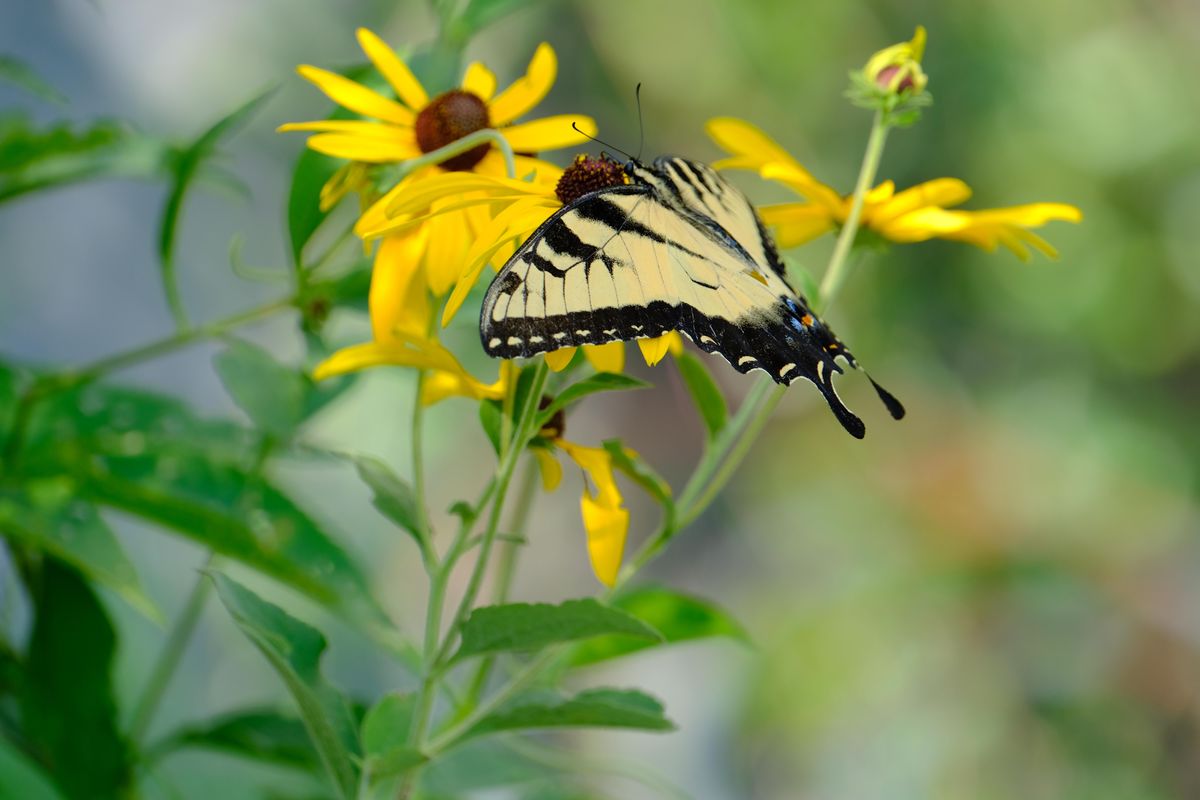 Self-Guided Visit Pass - Donation-Based Event, Reflection Riding ...